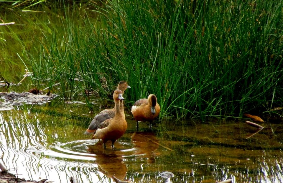 Colombo Accredited a RAMSAR wetland city – Environment Foundation ...